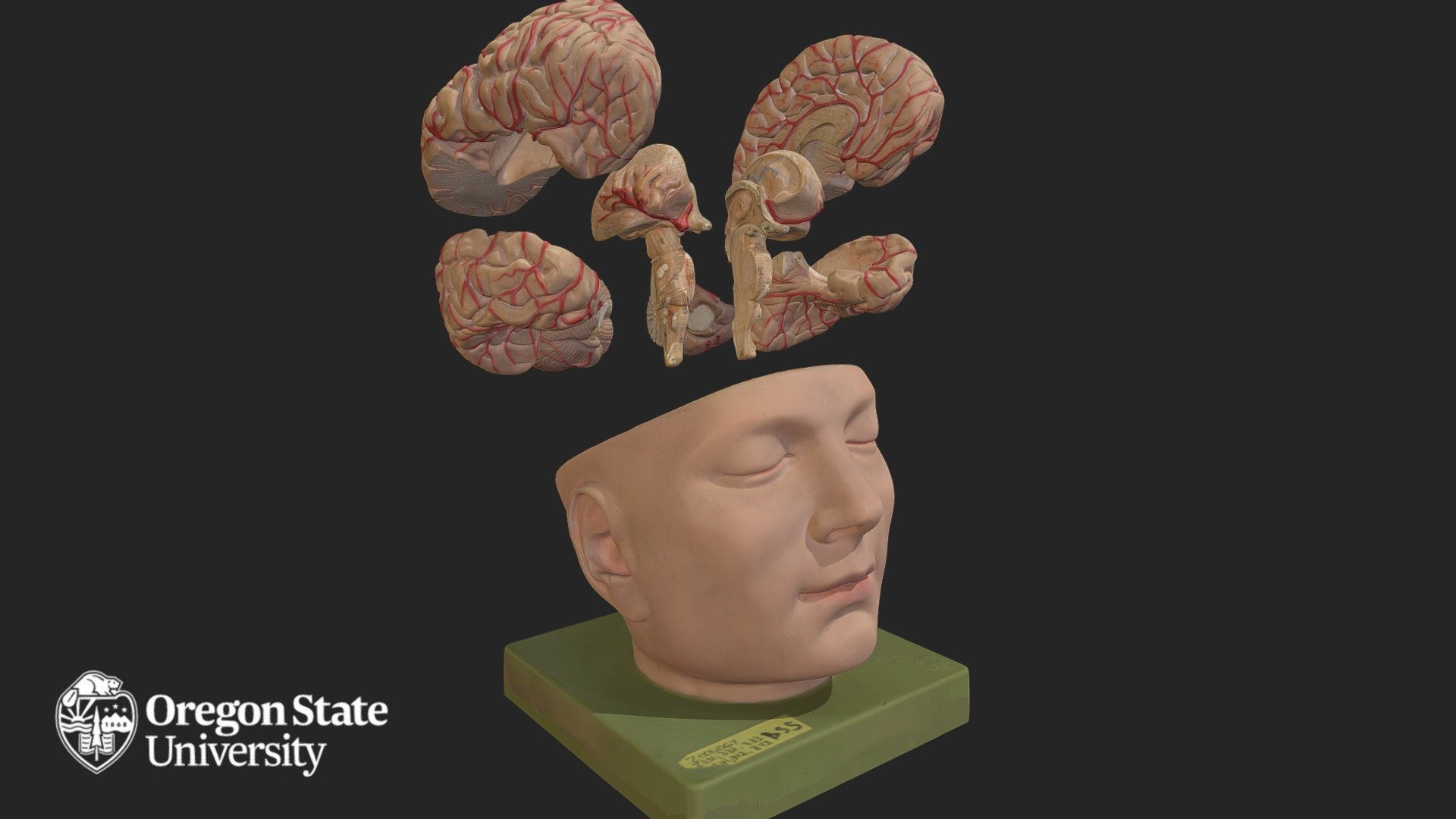 Brain Model 2 - Download Free 3D model by Oregon State University ...