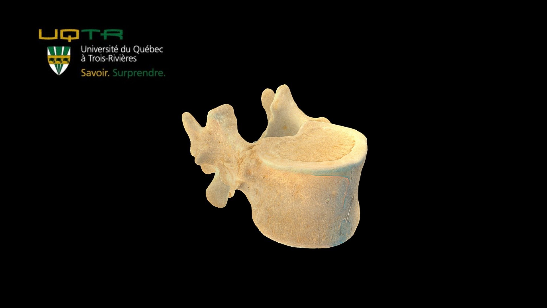 Vertèbre dorsale 12 / Thoracic vertebra 12 - 3D model by Anatomie UQTR ...