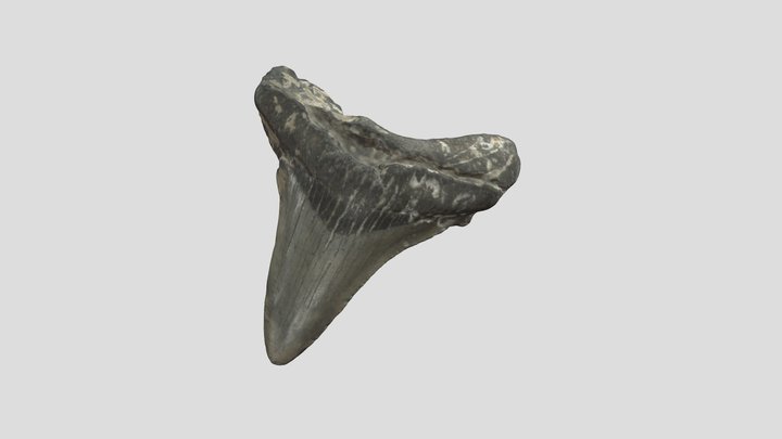 Shark-tooth 3D models - Sketchfab