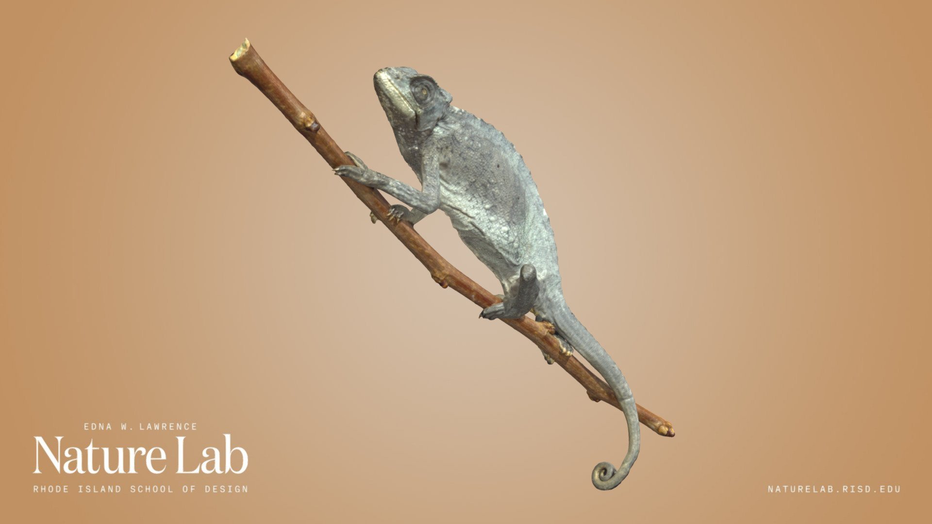 Chameleon - Download Free 3D model by RISD Nature Lab (@RISDNaturelab ...