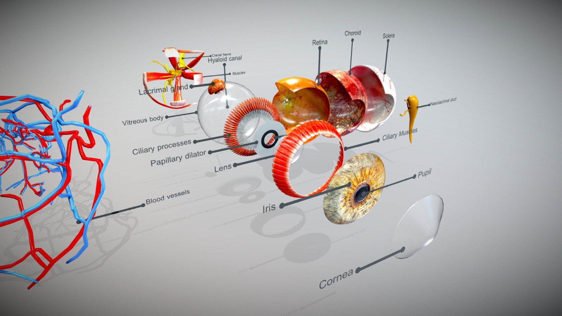 Complete Eye Anatomy - Buy Royalty Free 3D model by 3D4SCI [6529d87 ...
