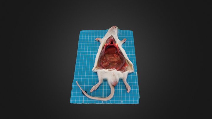 3D Rat Anatomy (@ratanatomy) - Sketchfab
