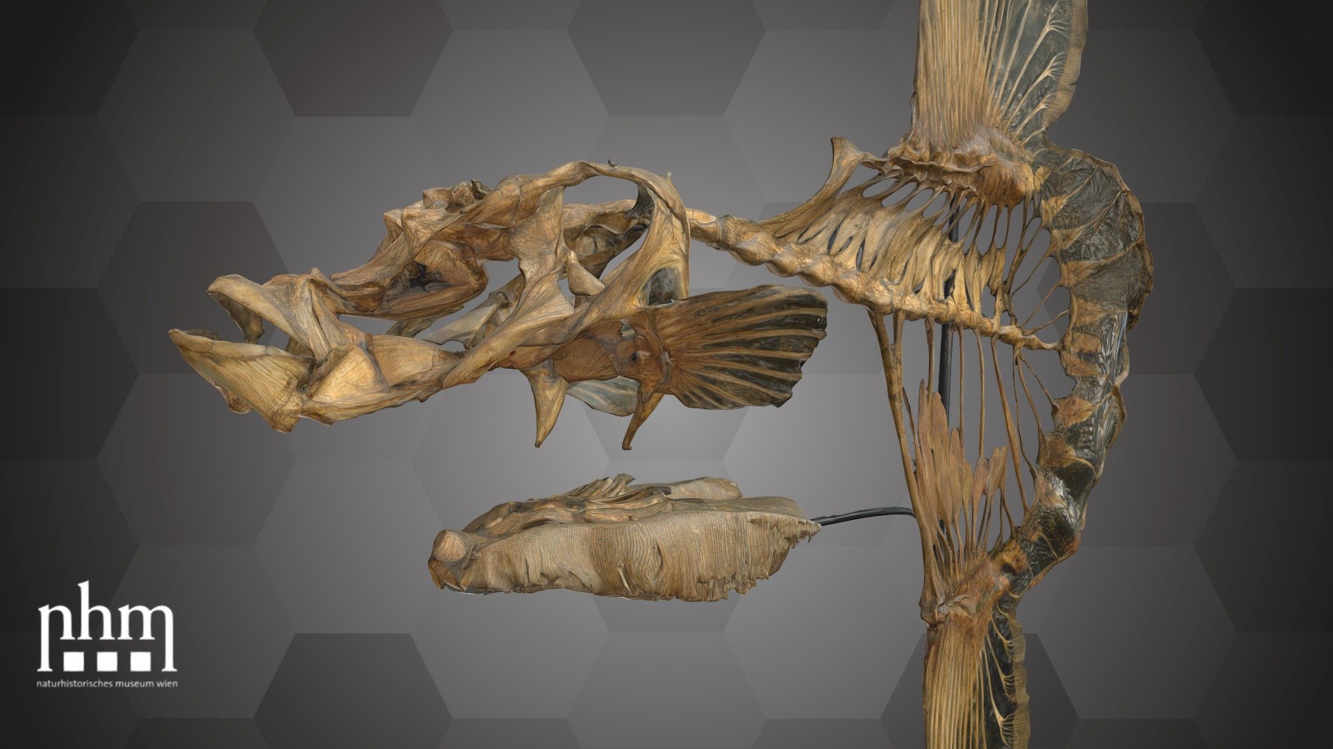 Sunfish Skeleton (NHMW-ZOO-FS-95125) - Download Free 3D model by ...