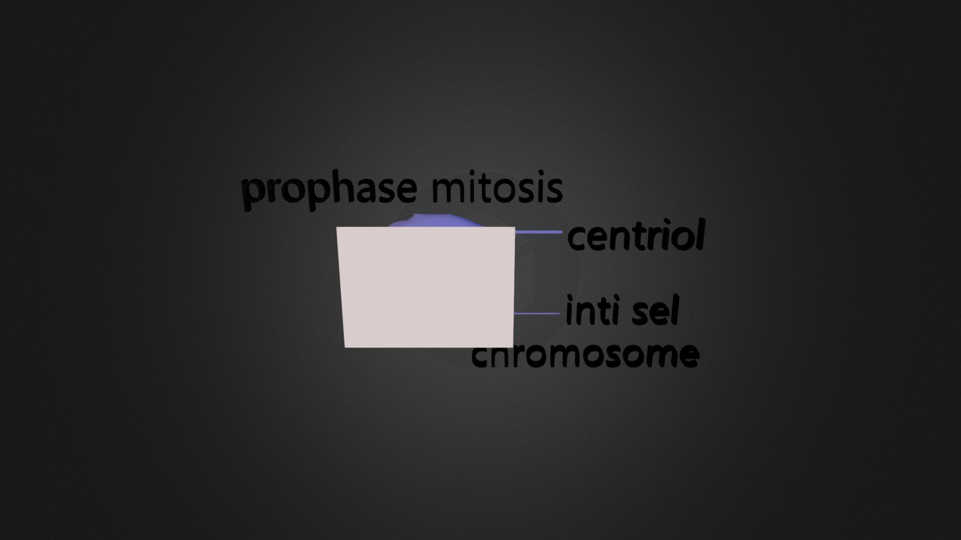 Prophase Mitosis - 3D model by noorlailahs [653425c] - Sketchfab