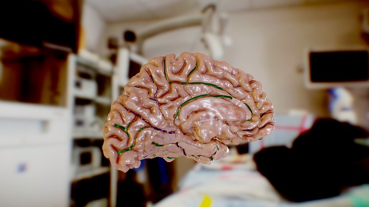 Neuroanatomy 3D models - Sketchfab