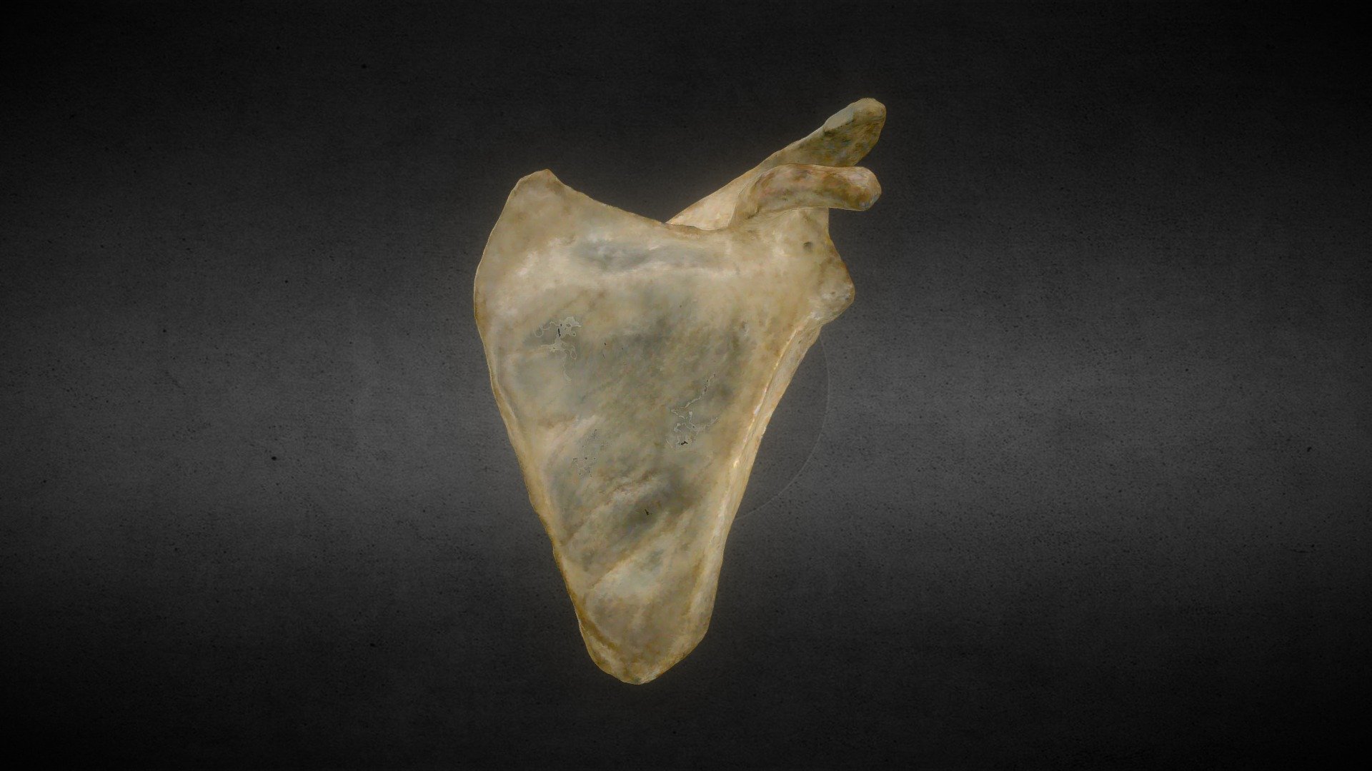 Escápula / Scapula - Buy Royalty Free 3D model by Anatomía Humana 3D ...