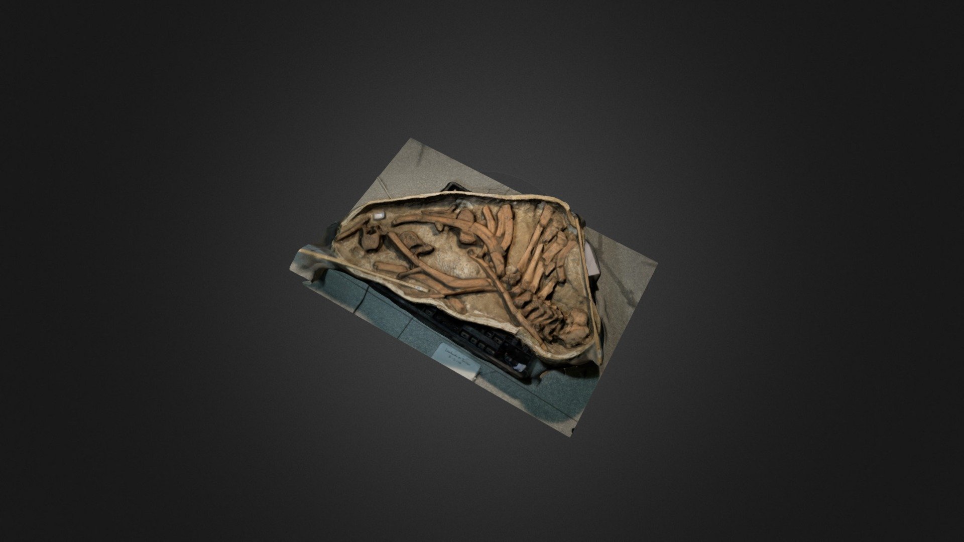 Mastodon Ribs and Vertebrae - Download Free 3D model by Karl A. Lang ...
