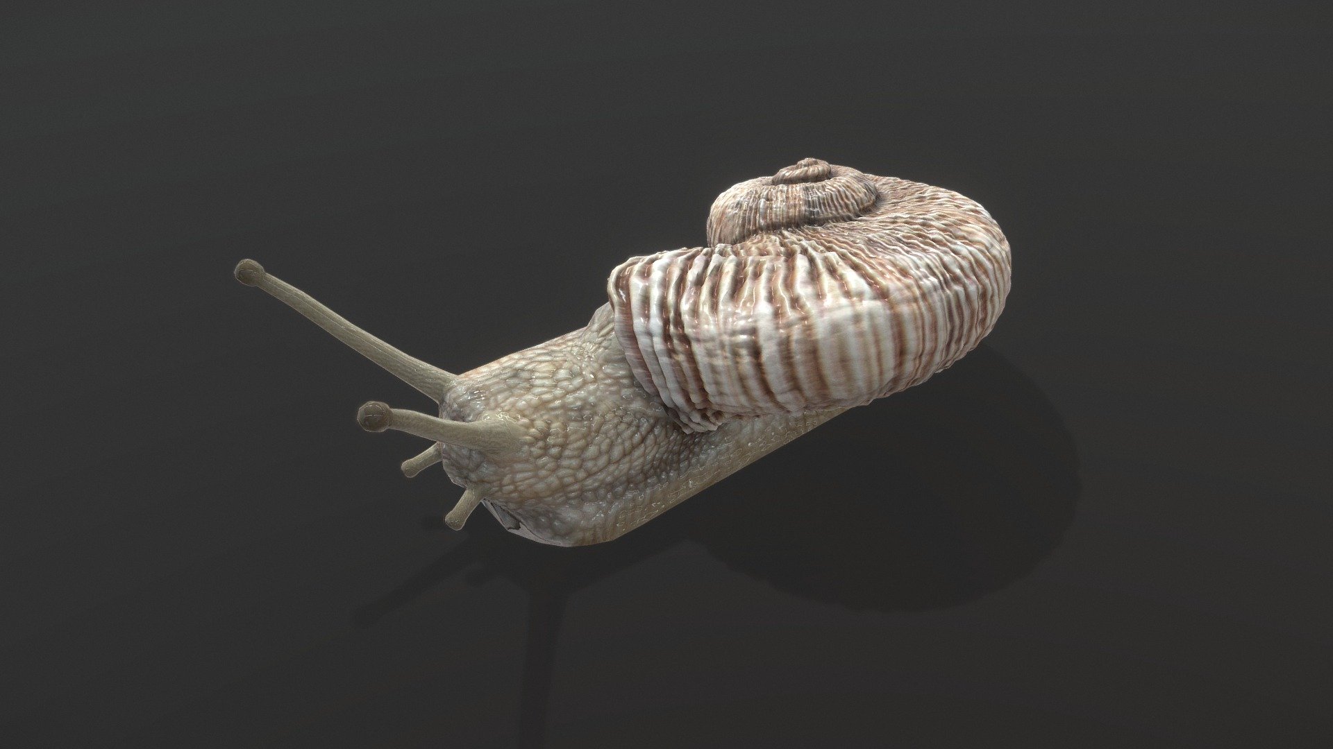 Snail - Download Free 3D model by radiator [654484b] - Sketchfab