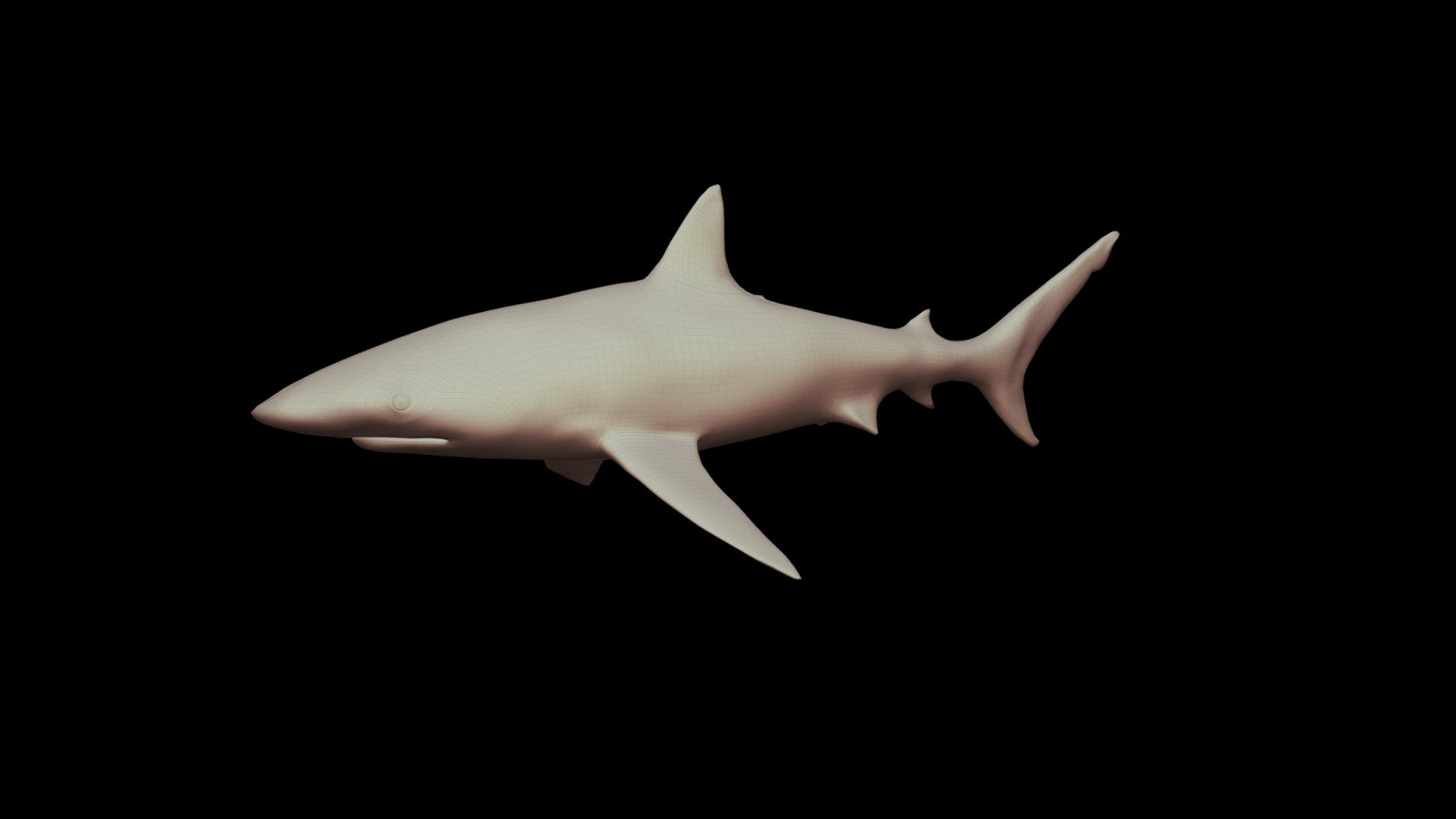 Model 54B - Caribbean Reef Shark Mesh - Download Free 3D model by ...