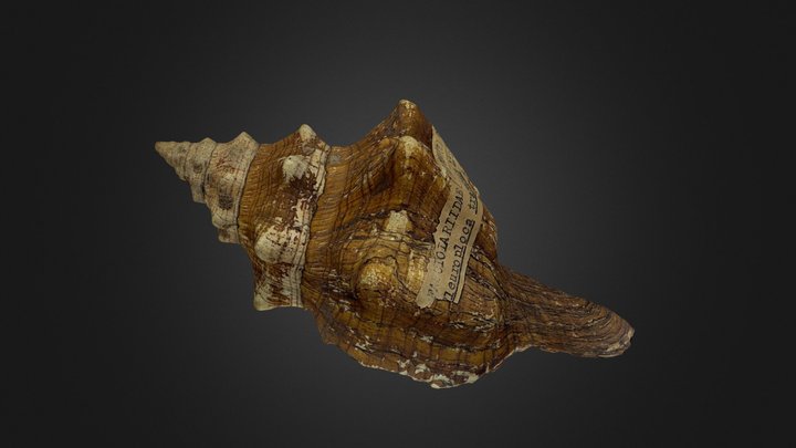 Trapezium 3D models - Sketchfab