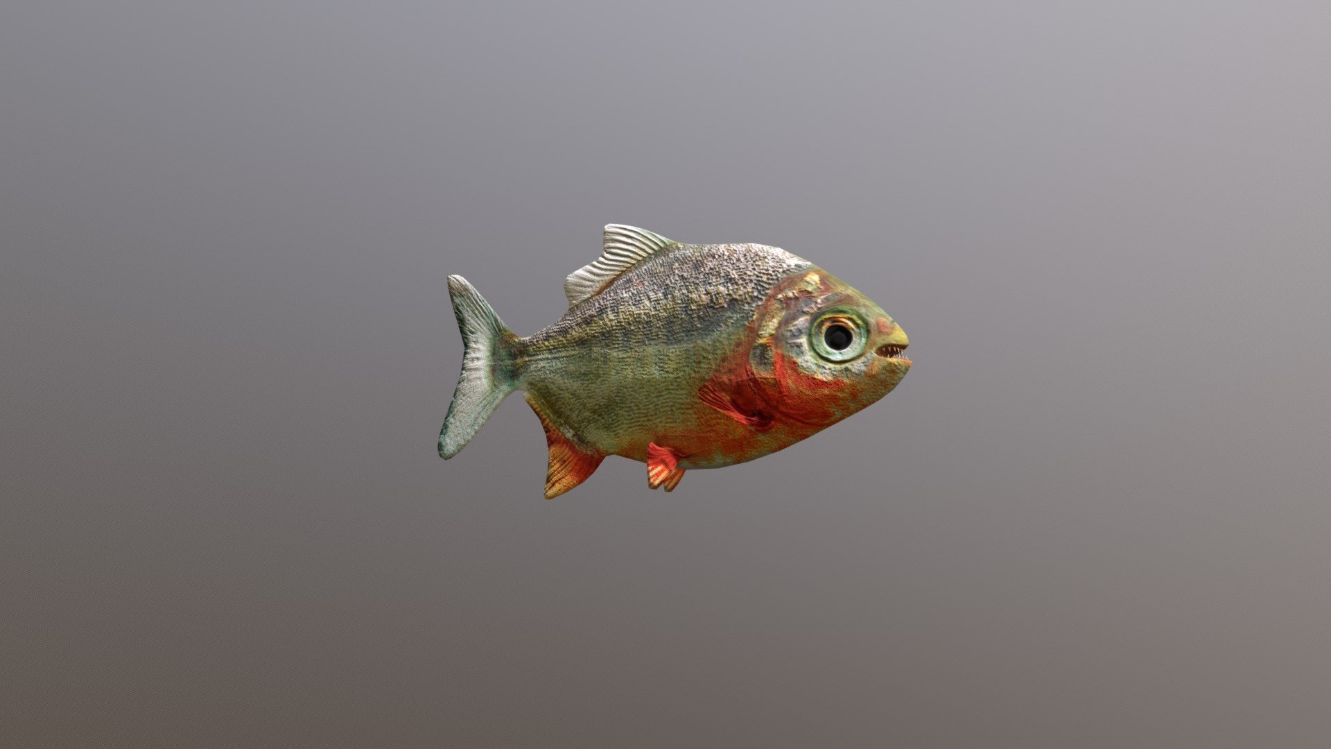 Piranha - Buy Royalty Free 3D model by 3dlowpoly [654c4f3] - Sketchfab ...