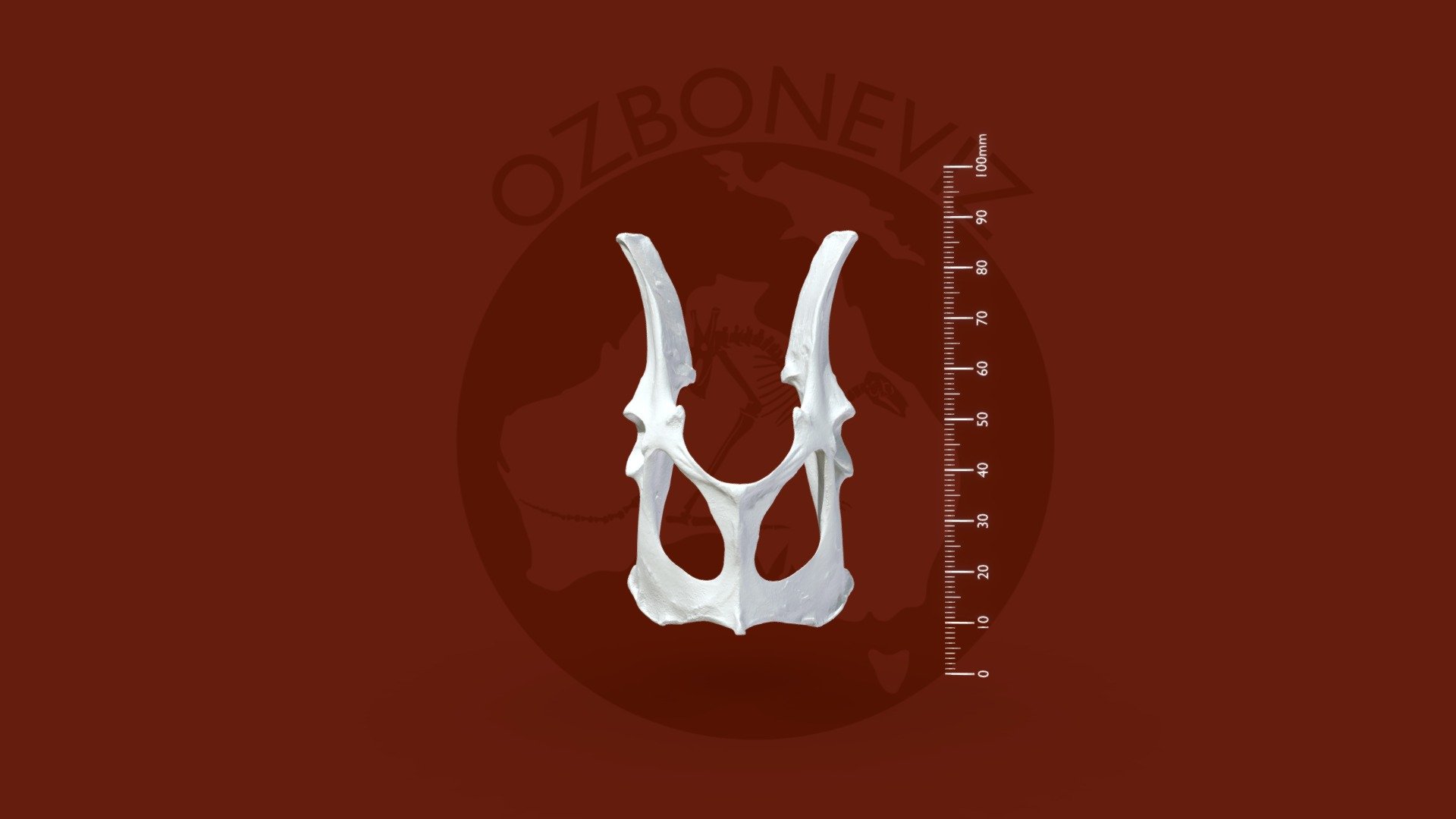 Woylie (brush-tailed bettong) pelvis - 3D model by Ozboneviz [65578ba ...