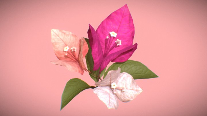 Bugambilia 3D models - Sketchfab