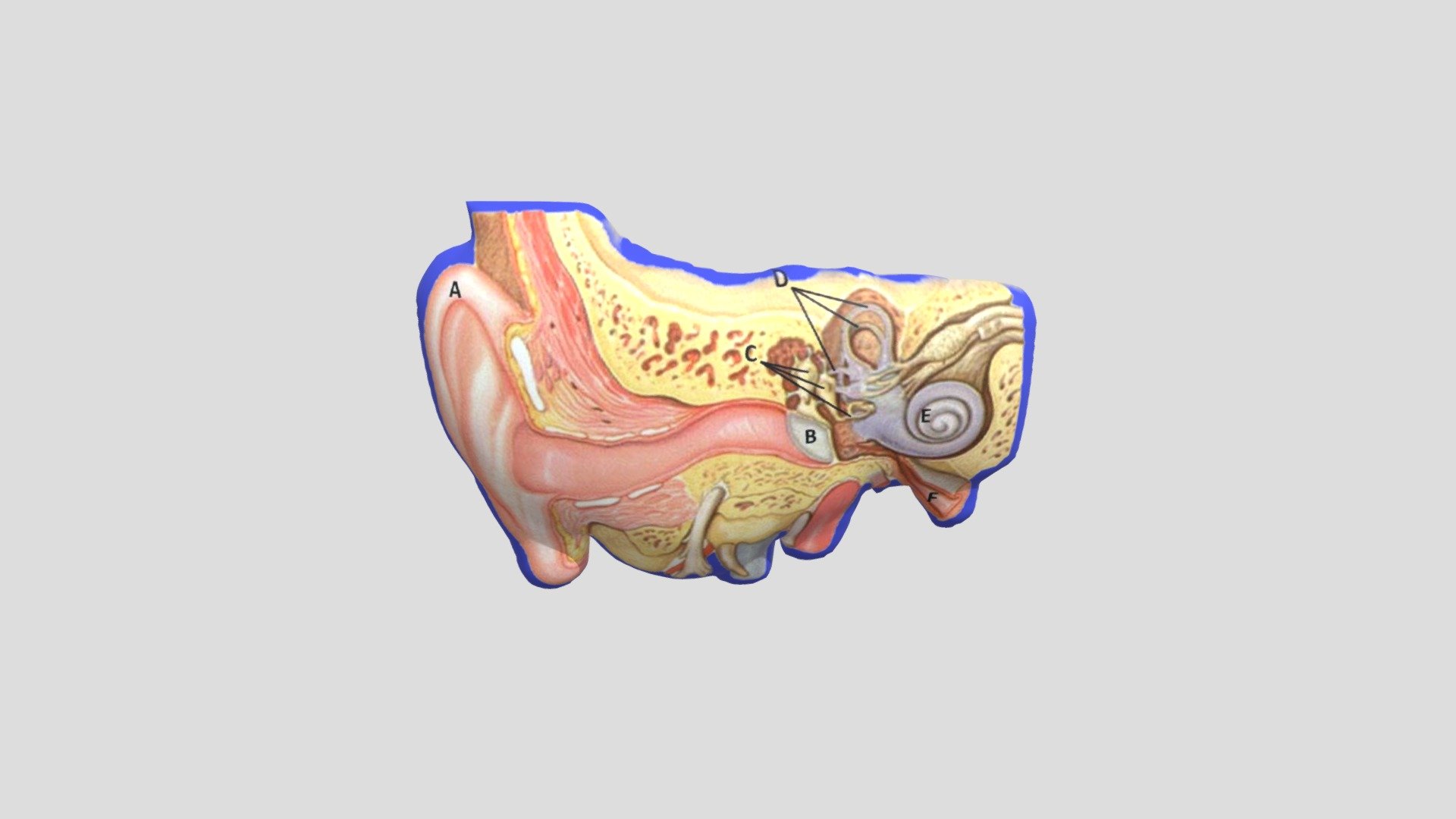 Telinga - 3D model by ysulistiawati80 [655b171] - Sketchfab