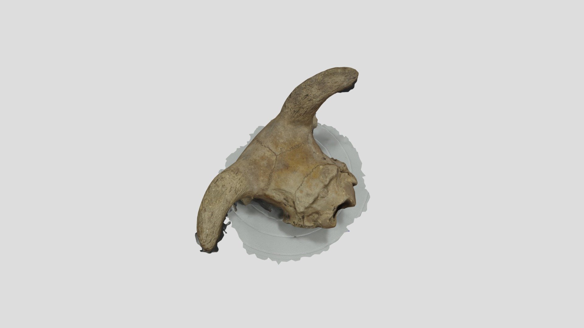 Ewan Reuben Skull - Download Free 3D model by Wessex Archaeology ...