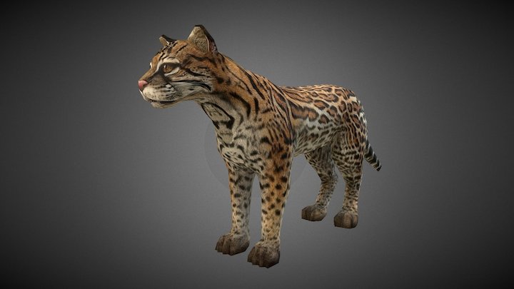 Ocelot 3D models - Sketchfab