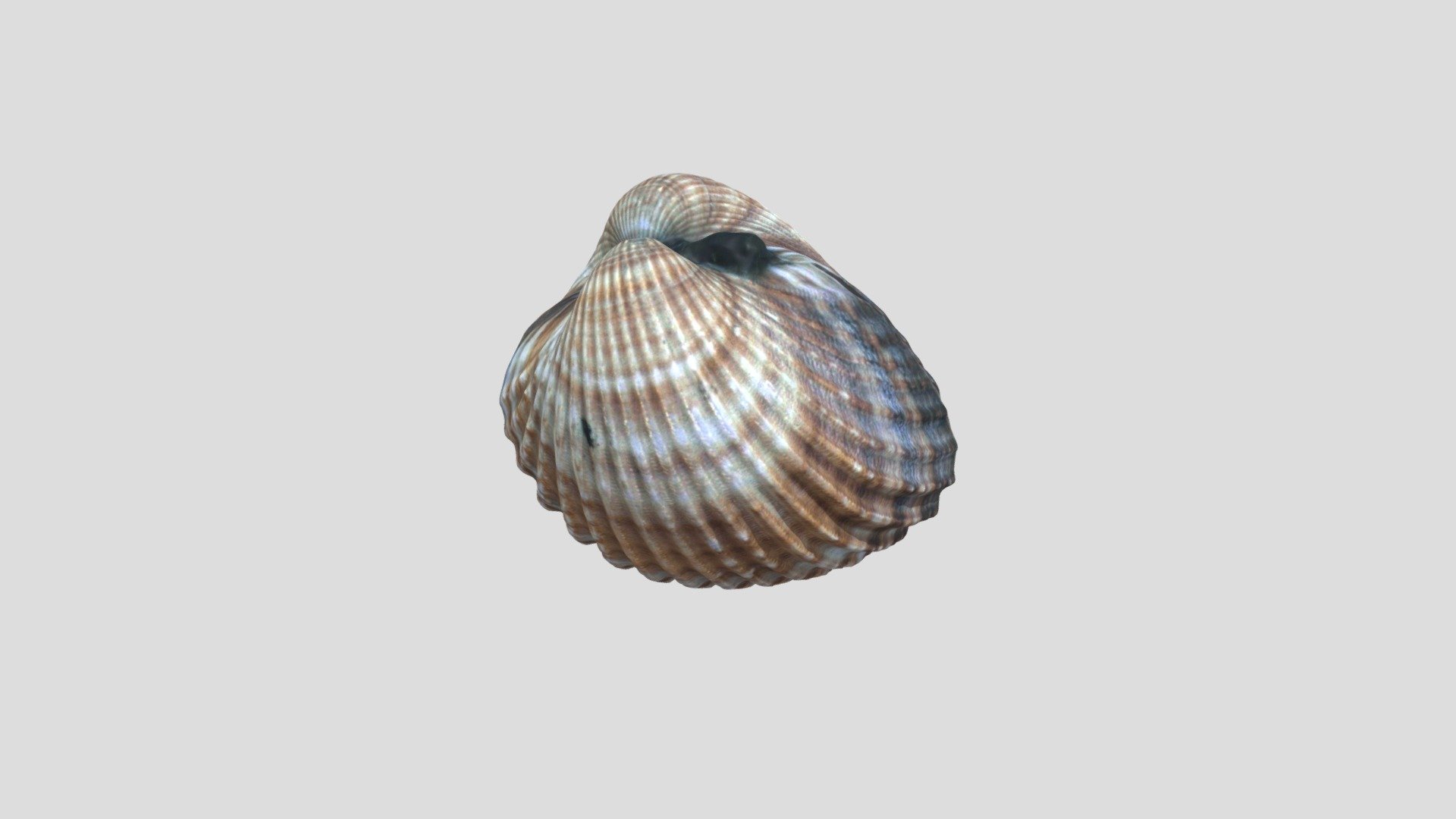 Bivalve5 - 3D model by campioneprimo1 [656ba61] - Sketchfab