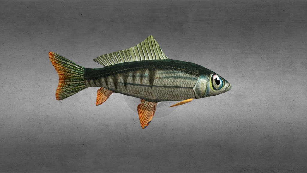 Fish - A 3D model collection by SDAdsads - Sketchfab