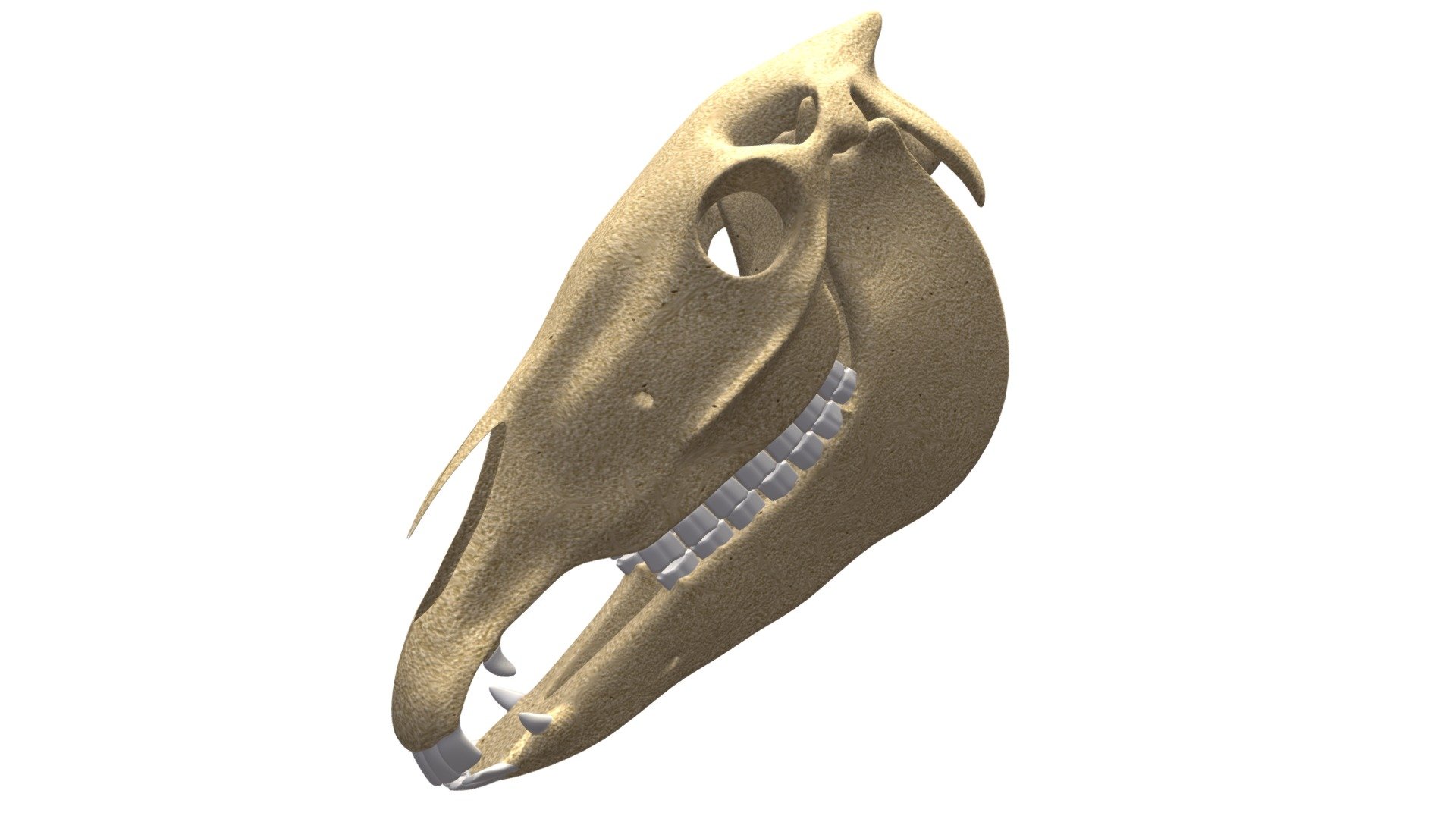 Donkey Skull - Buy Royalty Free 3D model by 3DHorse [657c116 ...