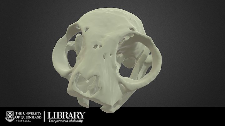 Dicom 3D models - Sketchfab