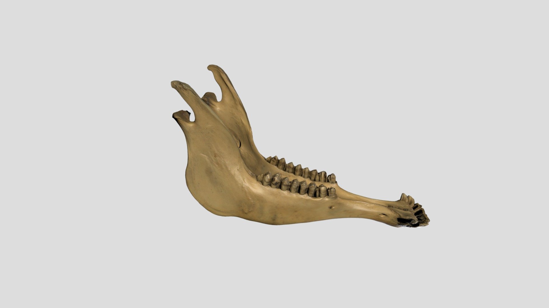 White-bearded wildebeest mandible - 3D model by Blackburn Lab (@ufherps ...