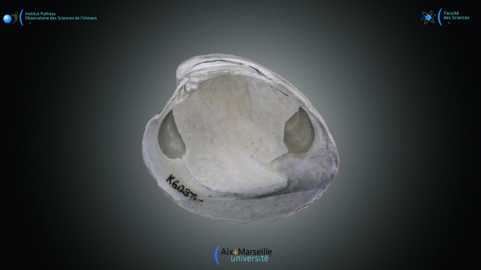 Bivalve - Mercenaria - Download Free 3D model by Secteur Sciences et ...