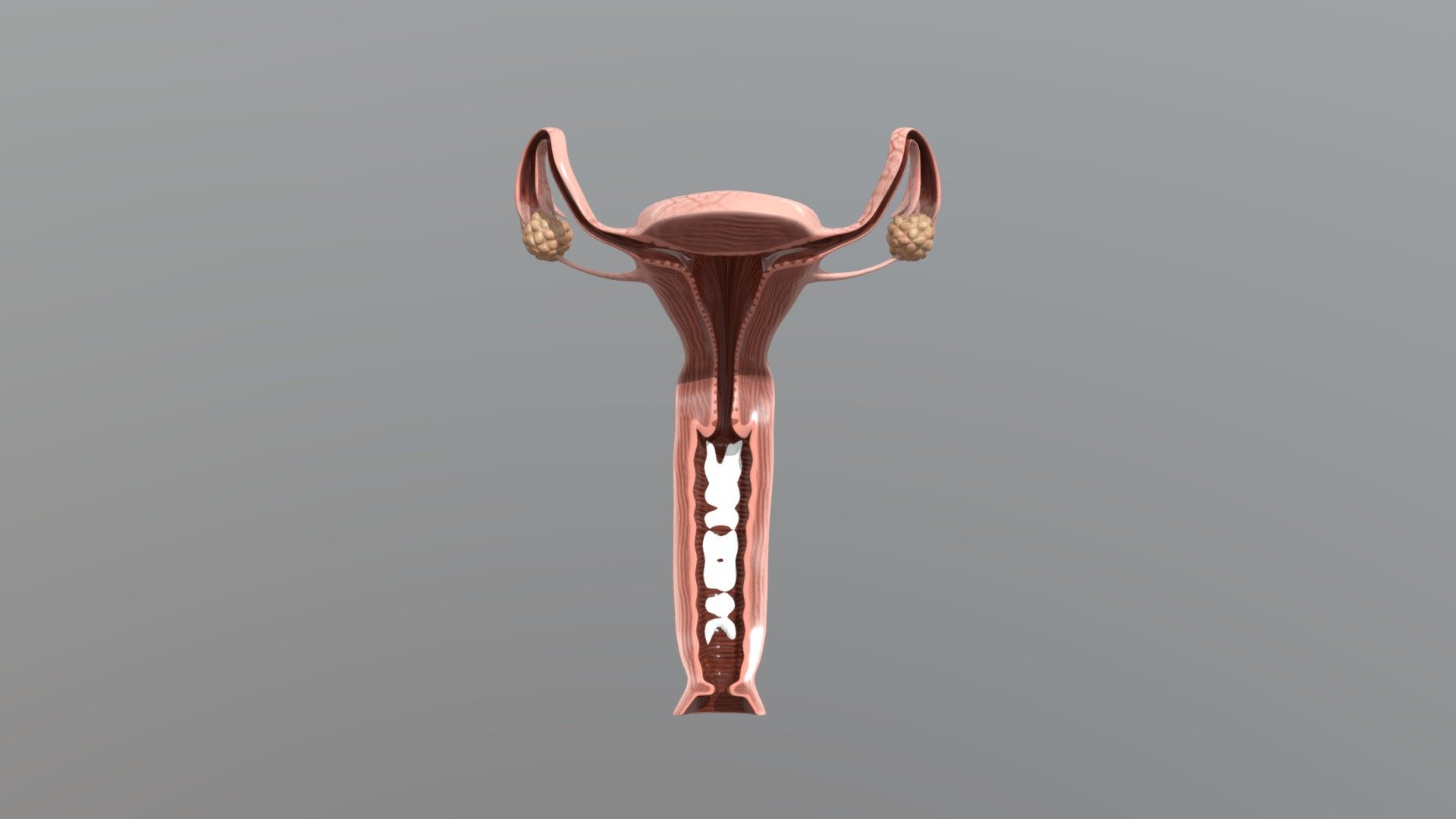 Infeksi Liang Sanggama - 3D model by animasi.penyakit.wanita.1 [6590d74 ...