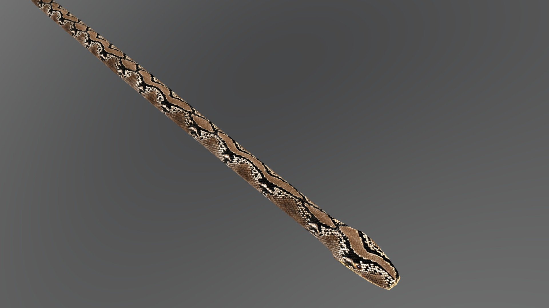Snake - 3D model by 3DRT.com [6594971] - Sketchfab