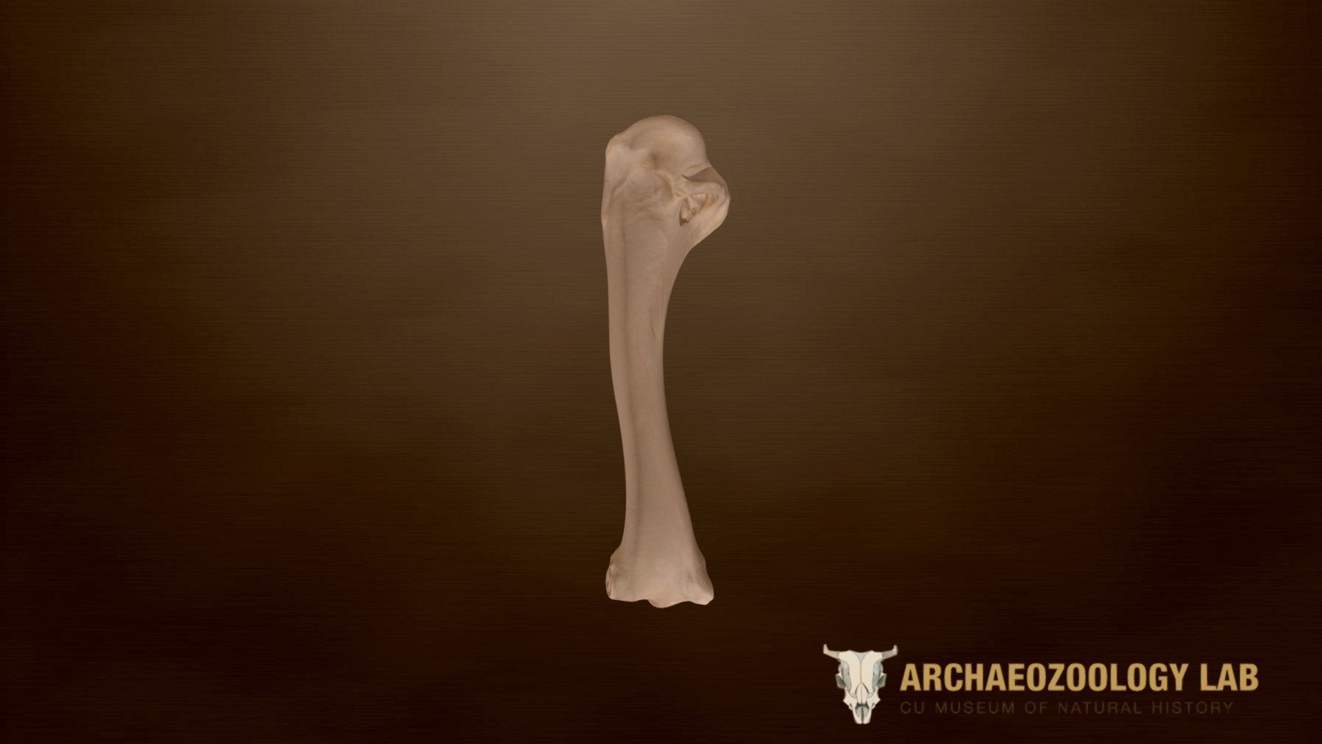 Humerus - 3D model by william.tt.taylor [6599918] - Sketchfab