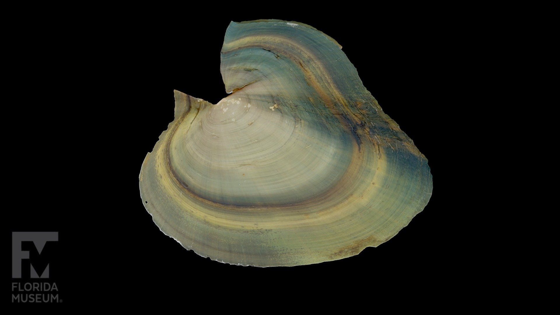 Inflated heelsplitter - Freshwater Mussel - 3D model by FloridaMuseum ...