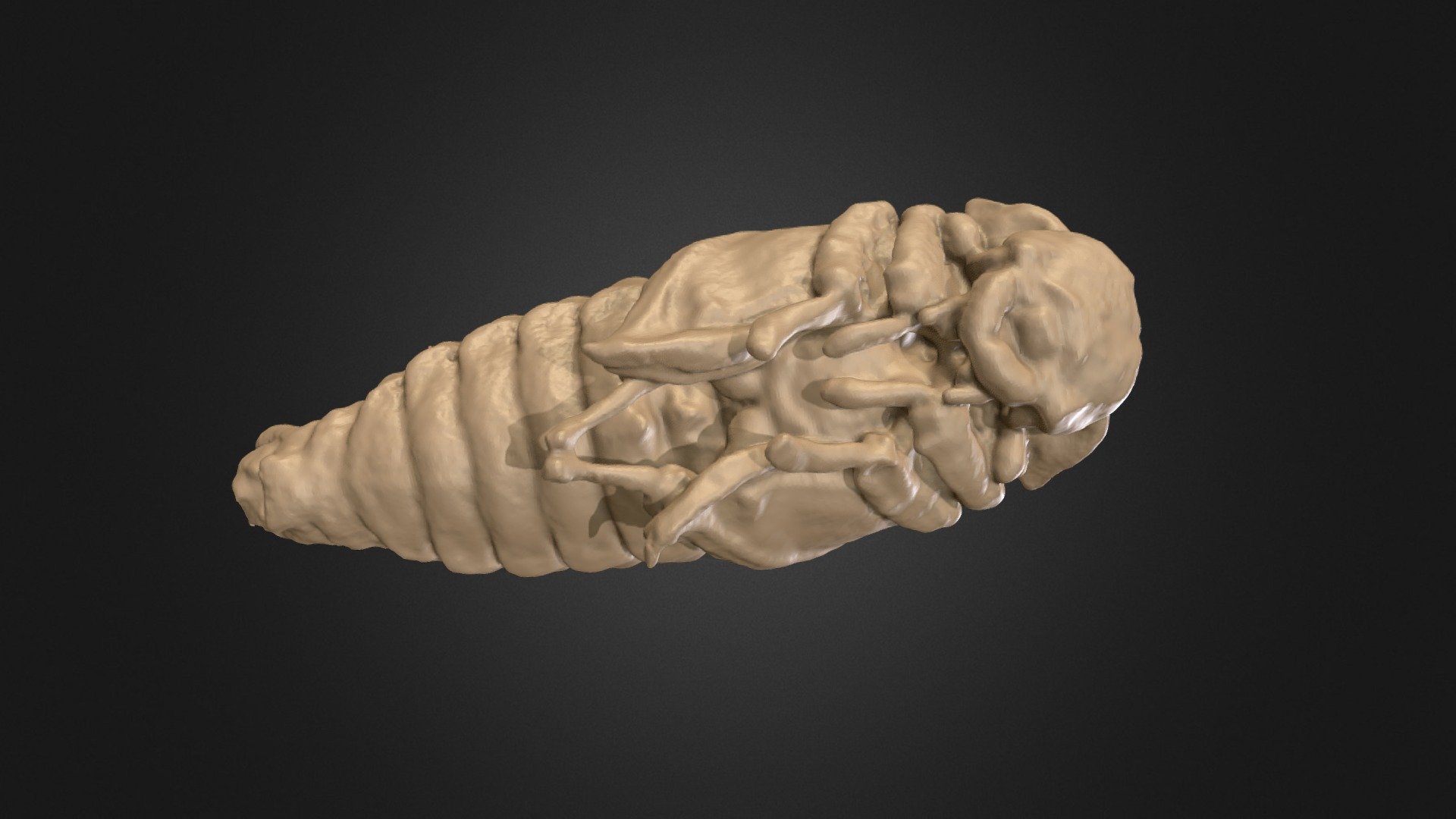 Red-brown stag beetle pupa - 3D model by Hailey Majewski (@hrachski ...