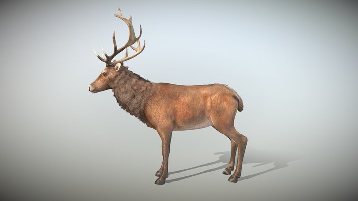 Deer 3D models - Sketchfab