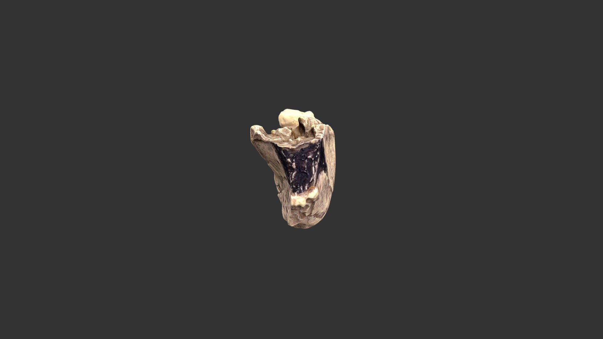 Australopithecus (2501.1rp42) - Download Free 3D model by RLA ...