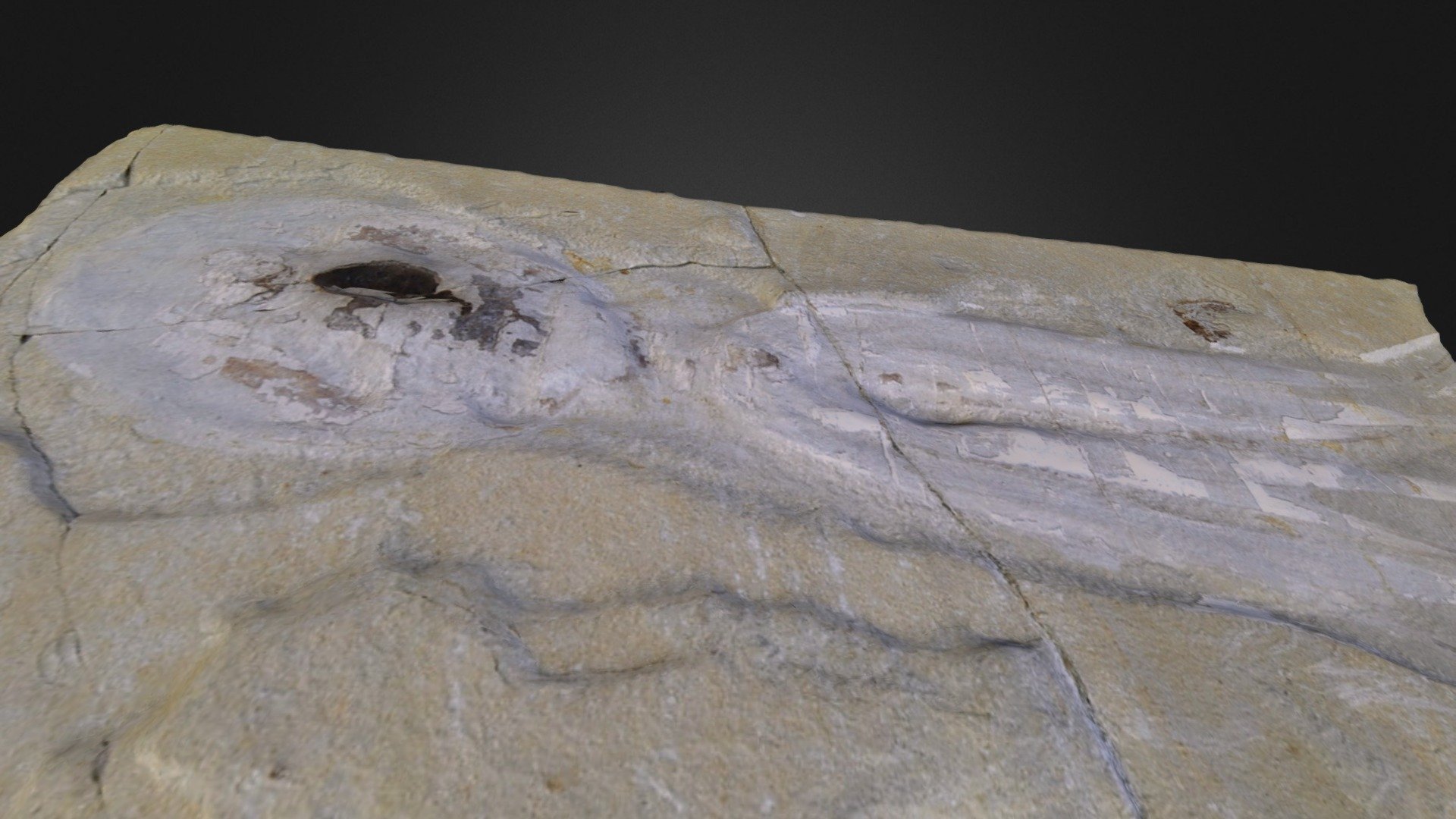 OCTOPUS - 3D model by 3D Fossils (@conqueror78) [65bdd64] - Sketchfab