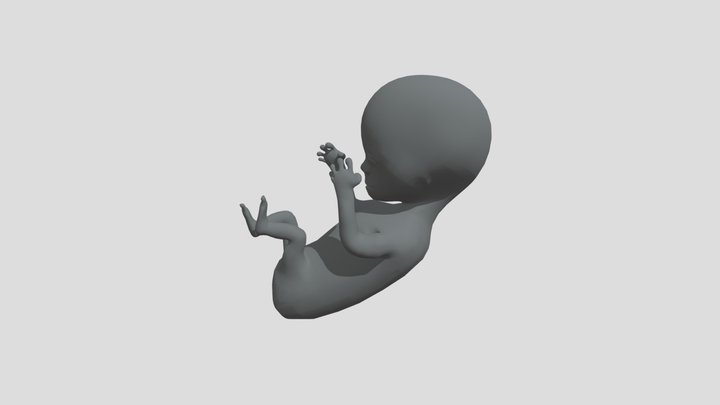 Fetus 3D models - Sketchfab
