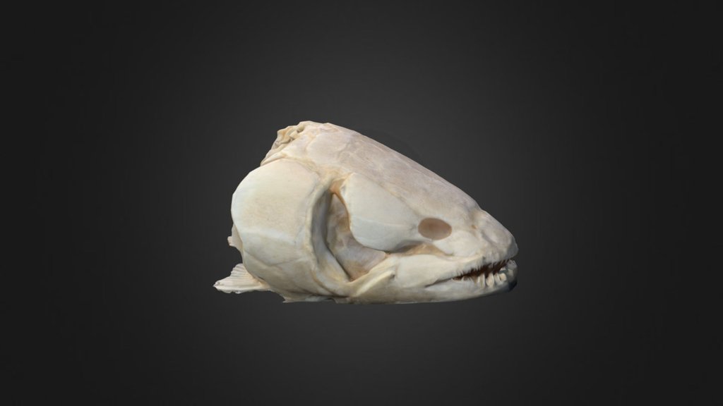 Bowfin - 3D model by jreynolds [65df8a3] - Sketchfab