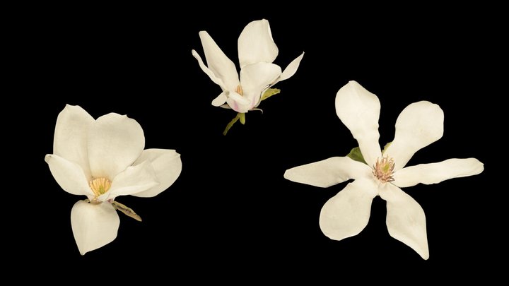 Magnolia 3D models - Sketchfab