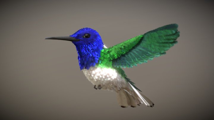 Hummingbird 3D models - Sketchfab