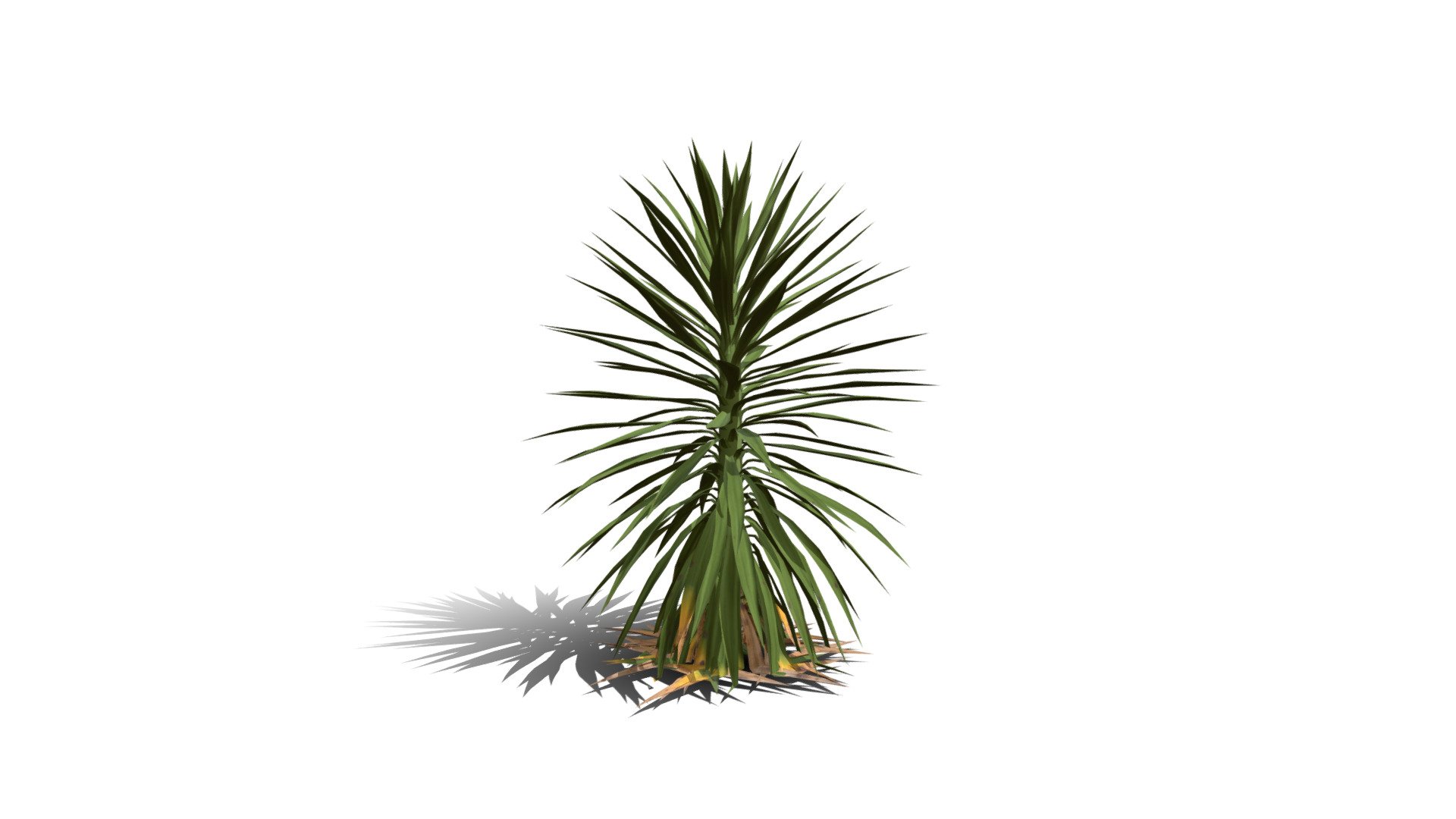 Realistic HD Spineless yucca (21/30) - Download Free 3D model by ...
