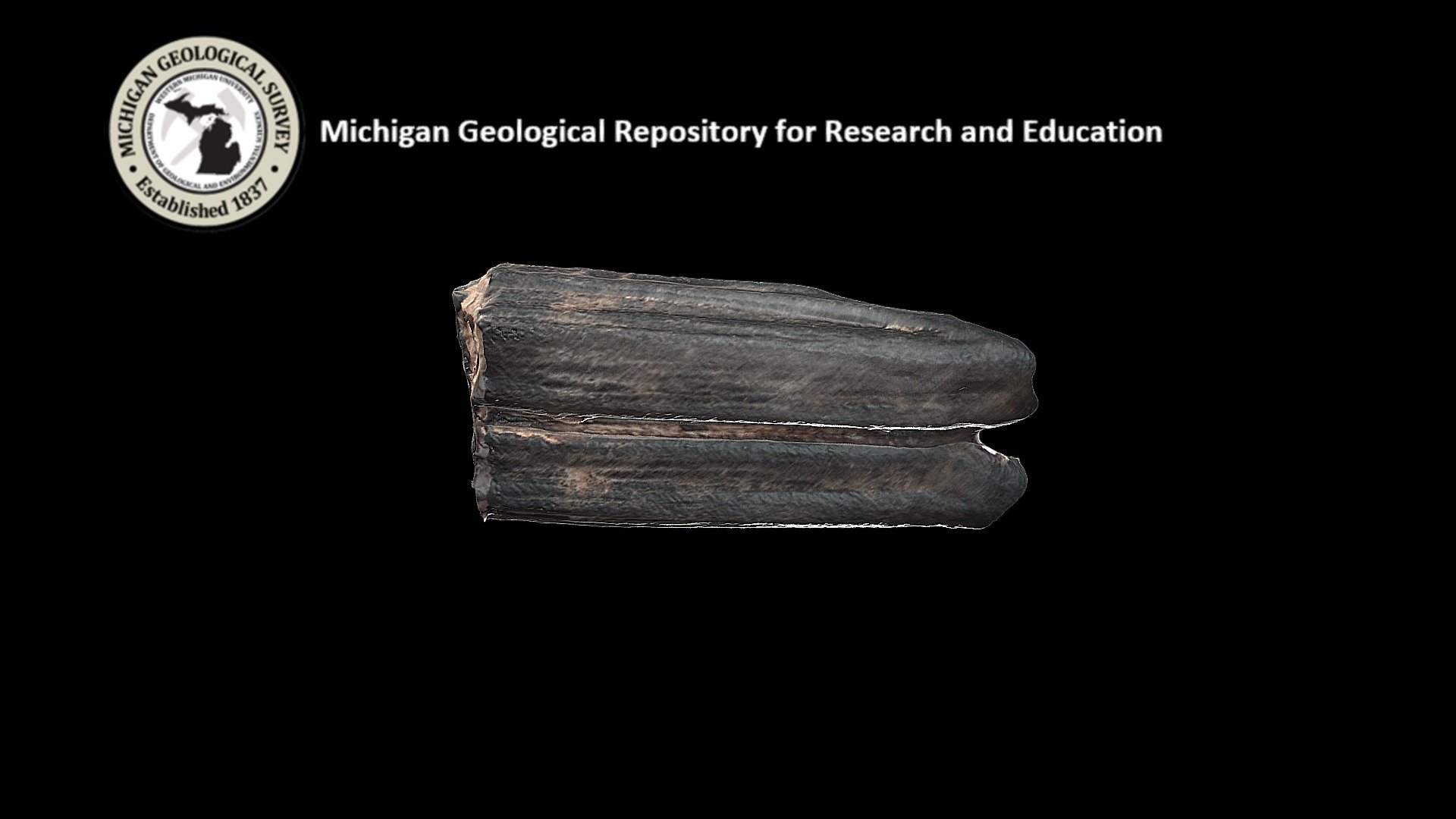 Fossil: Merychippus Tooth - Download Free 3D model by MGRRE [6604f49 ...