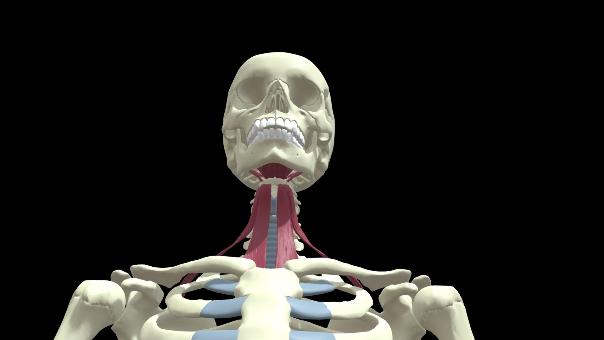 Suprahyoid & Infrahyoid Muscles - Download Free 3D model by Anatomary ...