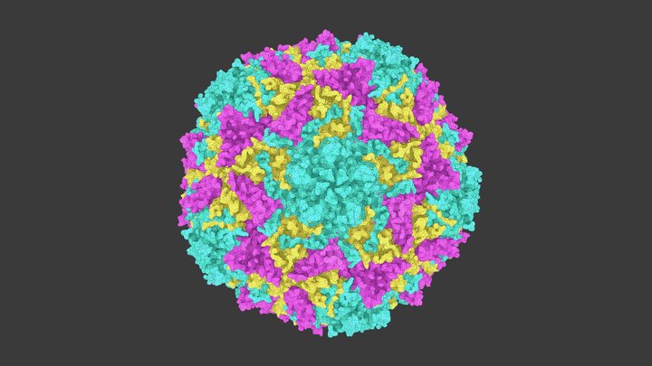 Polio 3D models - Sketchfab