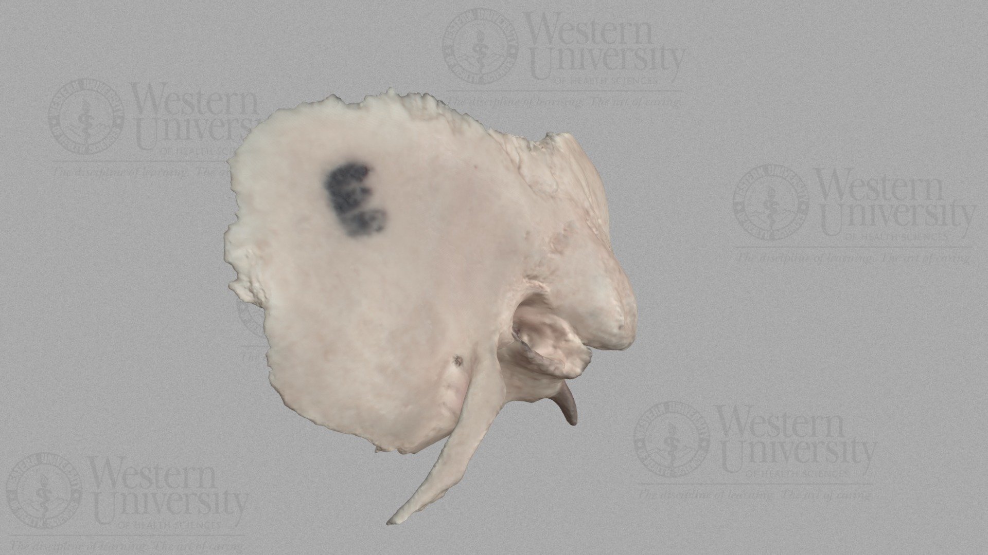 300009 Human Temporal Bone - Left - 3D model by WesternU3D [6611ca5 ...