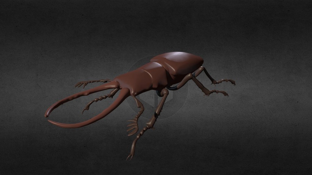 1. COLEOPTERA (a) - 3D model by ENTOMODELOS (@kragozud) [66143f5 ...