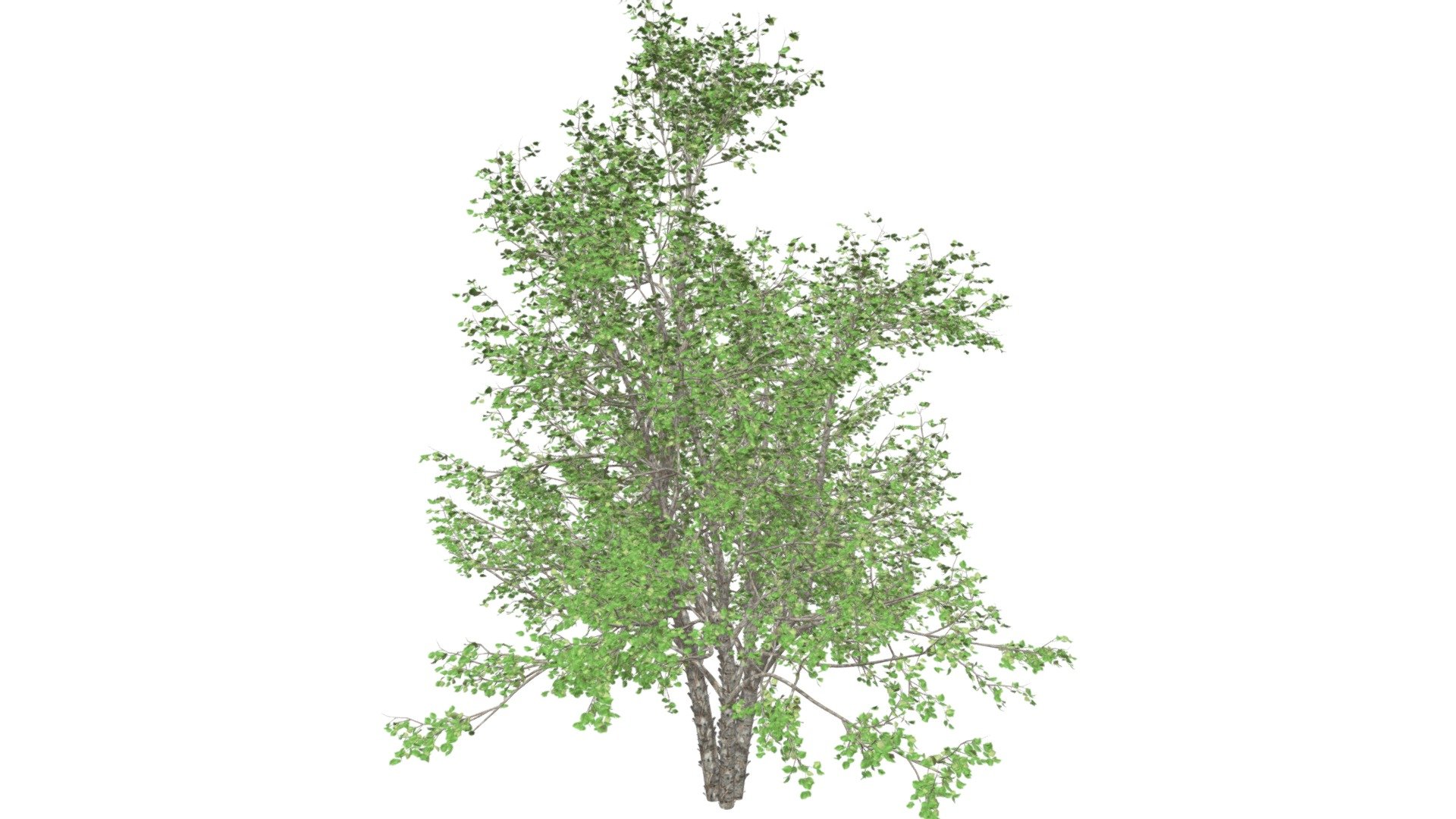 River Birch Tree #06 - Buy Royalty Free 3D model by meshshape [6614b96 ...