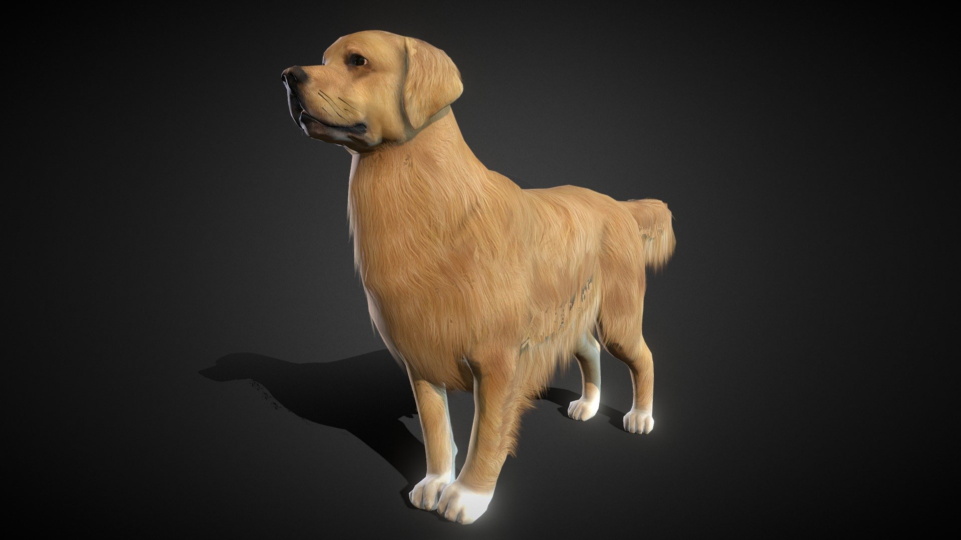 Golden Retriever - Buy Royalty Free 3D model by animod [66169ef ...