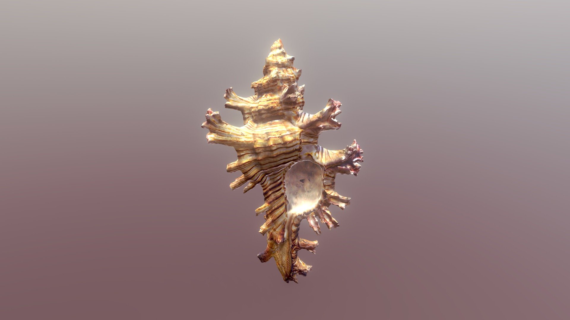 Concha - 3D model by raquint [662632b] - Sketchfab