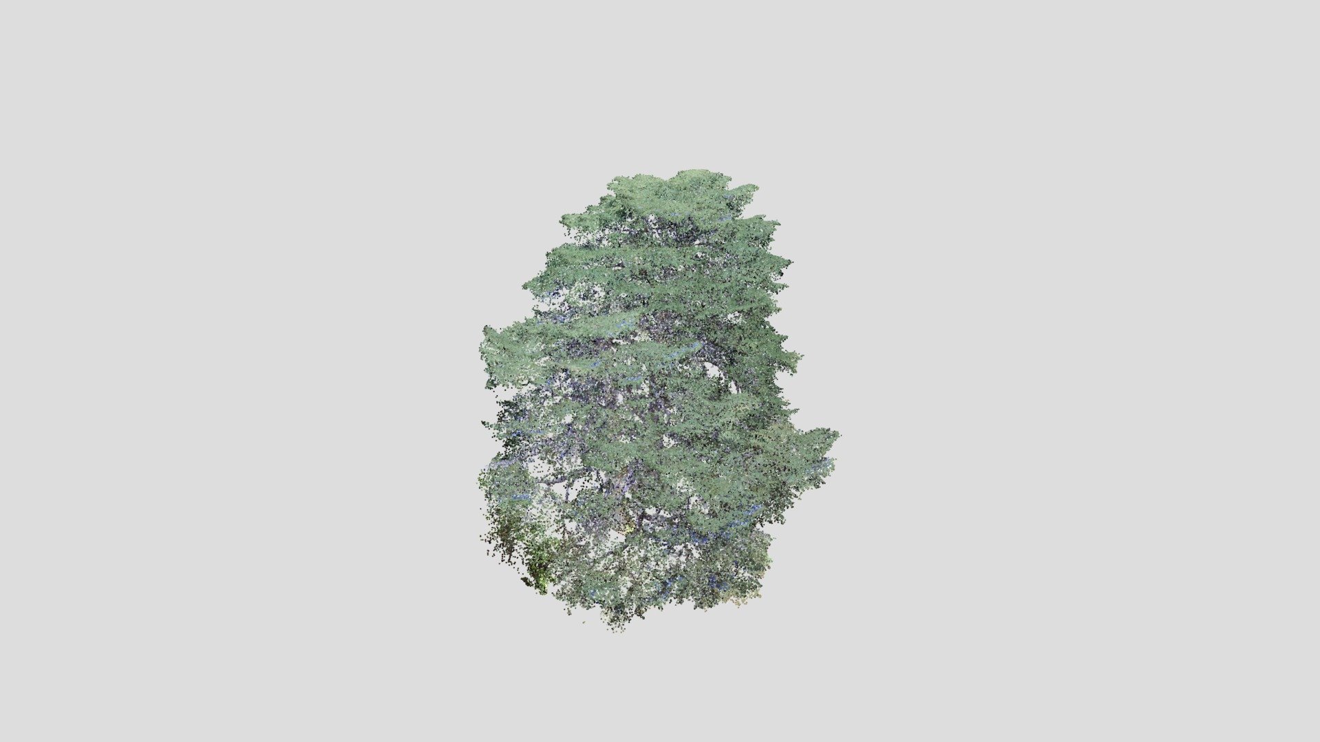 cedro_himalaya_2 - 3D model by forest.geomatics [6626552] - Sketchfab