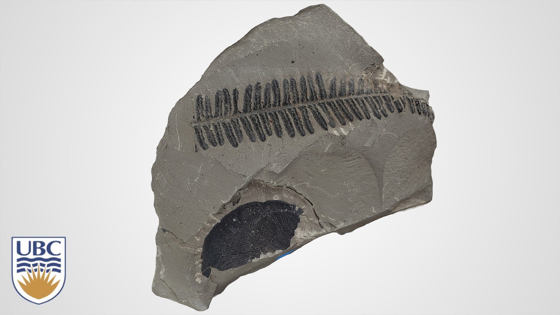 Mist Mountain Formation - 3D model by Nichole Moerhuis (UBC Geology ...