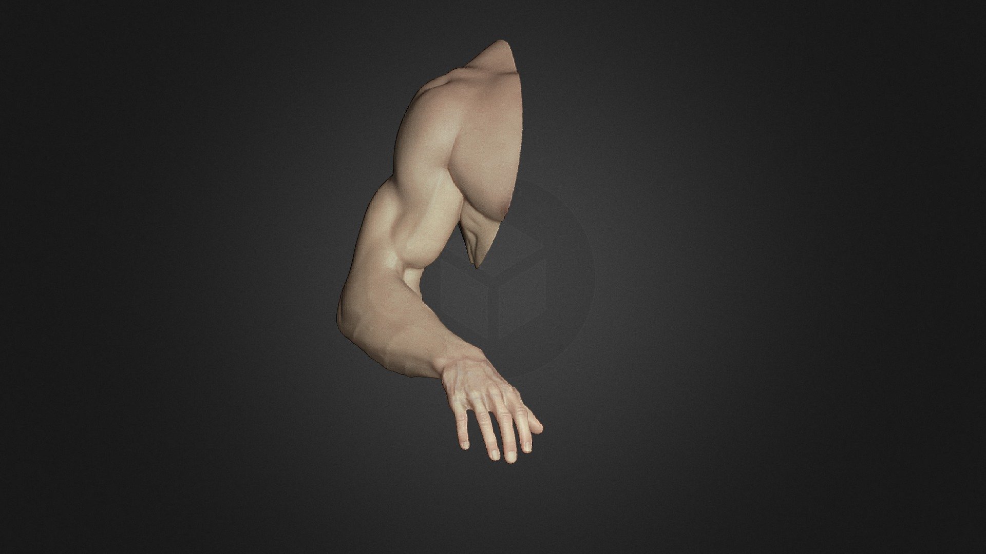 Male Arm Ⅰ – Morphology Studies - 3D model by Ecrypthalas [662d50e ...